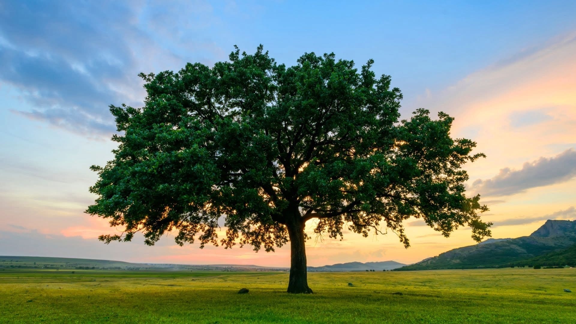 #FactFridays: 5 Great Things To Know About Trees