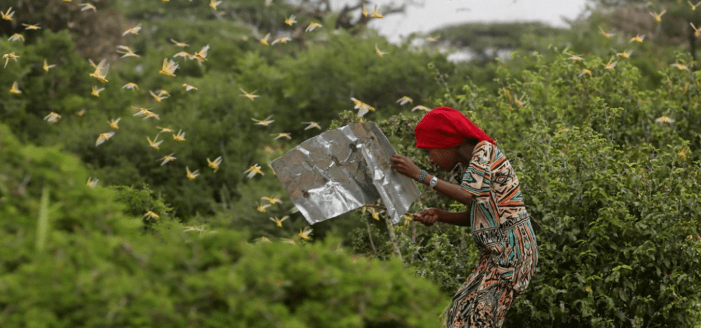 #FactFriday: Climate Change Is Behind Africa's Recent Crop Pests Invasion