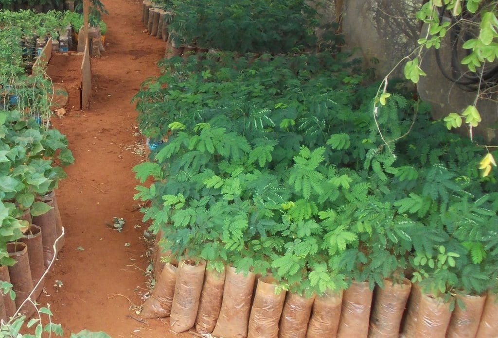 How Tree Planting Projects Are Changing Lives And Empowering